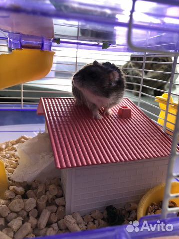 Джунгарский хомяк с клеткой