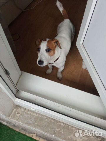 Вязка Джек Рассел терьер (Красавчик Майло)