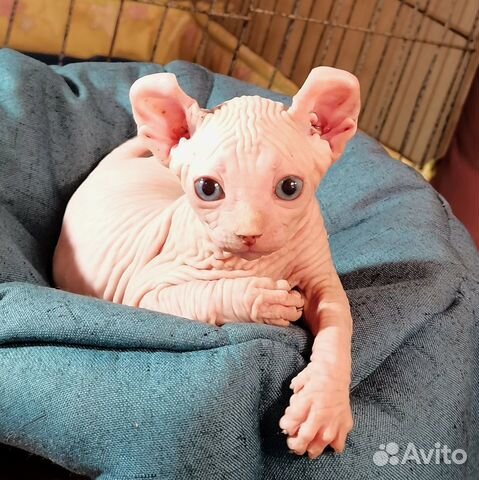 Маленькая эльфийка