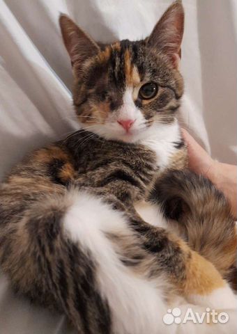 Особенный котенок в особенный дом
