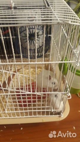 Отдам хомячков