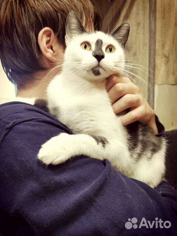 Киса Лиза ищет дом