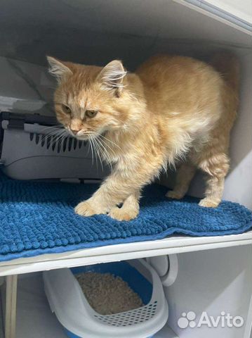 Кошки бесплатно