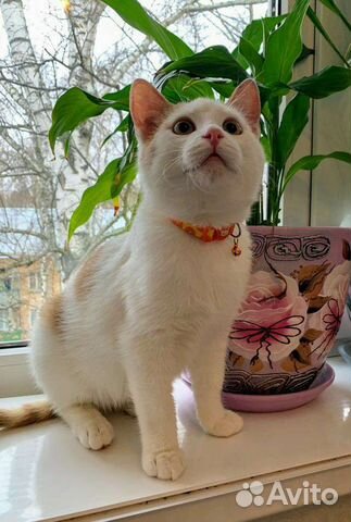 Котенок /кот бесплатно в добрые руки