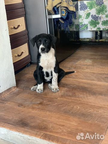 Щенки метисы