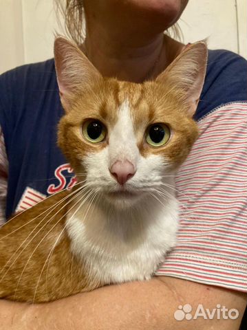 Необыкновенно ласковый кот Мартинс