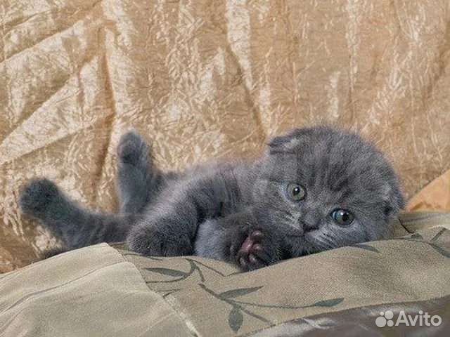 Шотландская вислоухая кнопочка