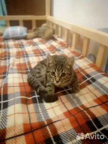 Отдам в дар котенка 3,5 месяца