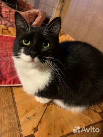 Зеленоглазый мальчик,до года