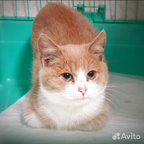 Персиковое счастье ищет дом