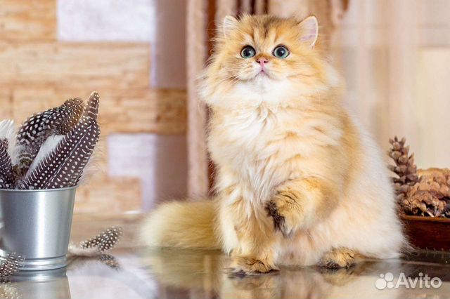 Британский котик Илюша