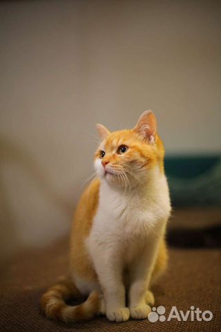 Котенок Рыжулька