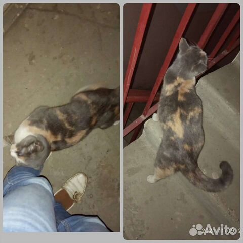 Брошенная кошка ищет дом