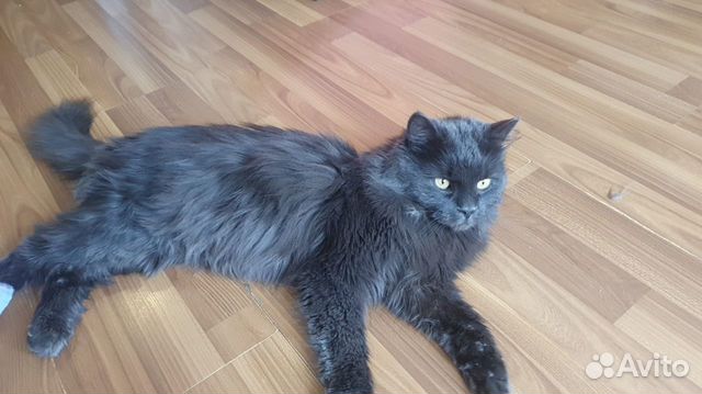 Сибирский кот