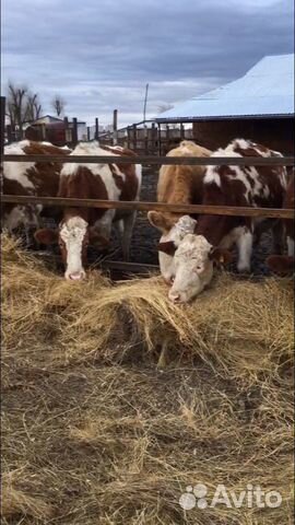 Коровы дойные молочные