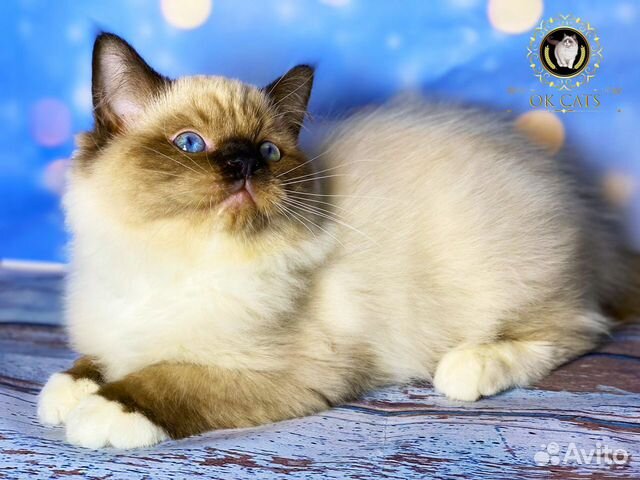 Гиперласковый рэгдолл с гарантией здоровья