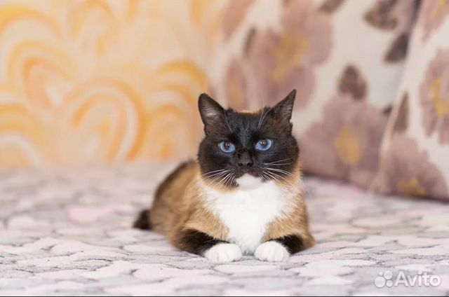 Кошка по имени Киса