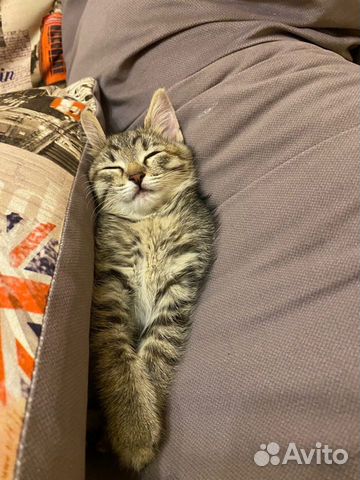 Котенок чаузи Ф1 )