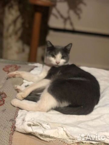 Молодая стерилизованная кошечка