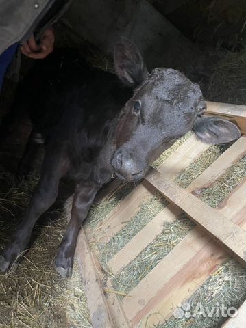 Бычок 3 недели