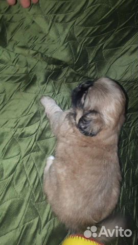 Щенки пекинеса