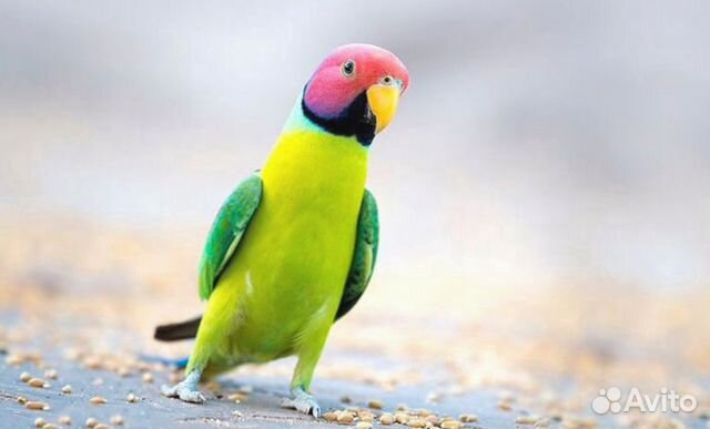 Сливоголовый кольчатый попугай