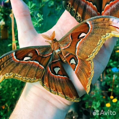 Живые бабочки в Санкт-Петербурге