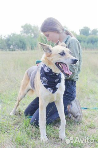 Собака не проживет зиму