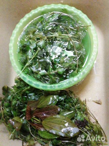 Прополка аквариумные растения