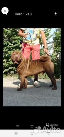 Шарпей, кобель Чемпион, для вязок