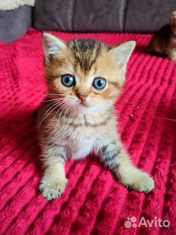 Шотландская