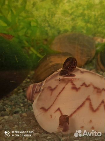 Улитки аквариумные