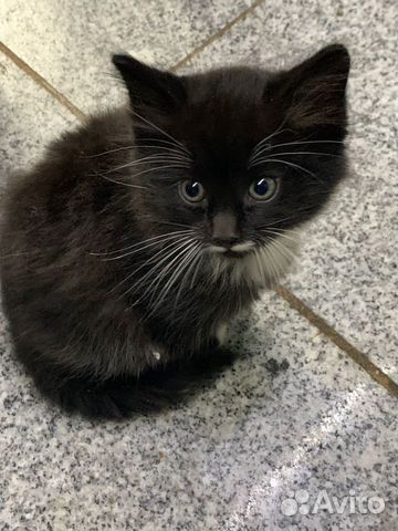 Котята в добрые руки мальчики Чернышики