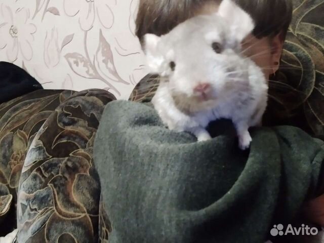 Шиншилла ручная)