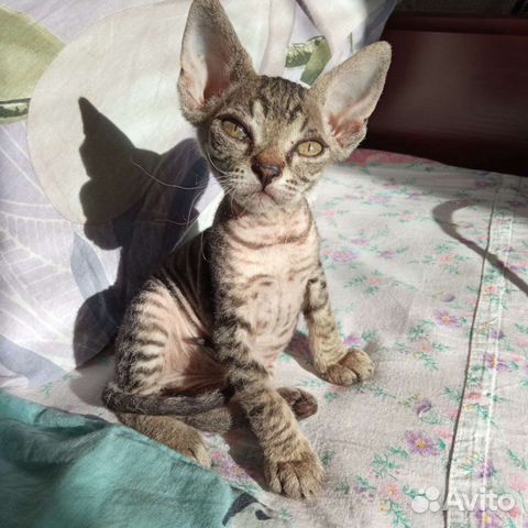Донской сфинкс велюр кошечка