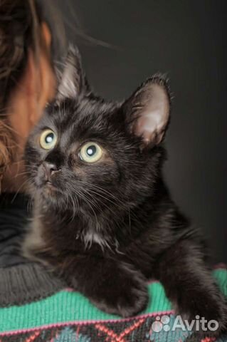 Билли Хулиган 2,5 месяца