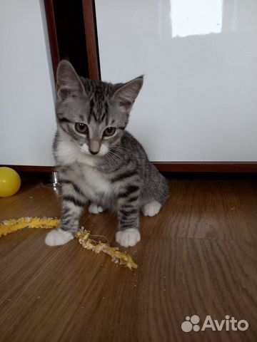 Котенок