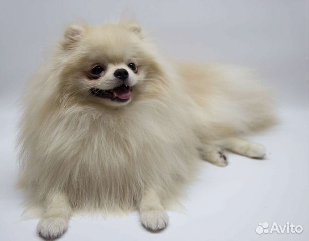 Кремовый мишка