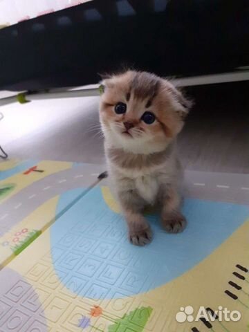 Котенок "Гав"