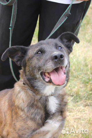 Бруно ищет дом