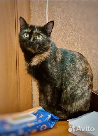 Обворожительная Черри ищет дом