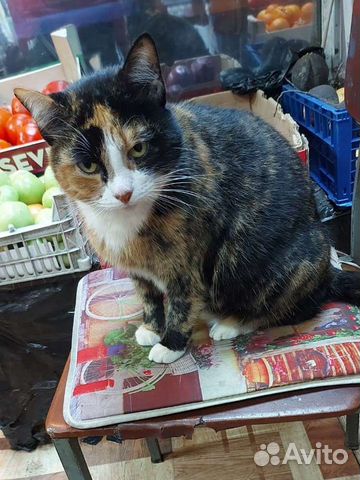 Отдам в хорошие руки трехцветную кошечку