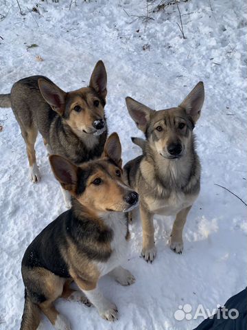 Щенята лайка