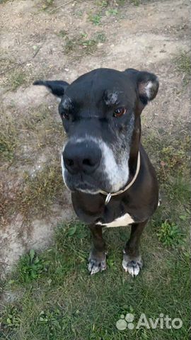 Немецкий дог