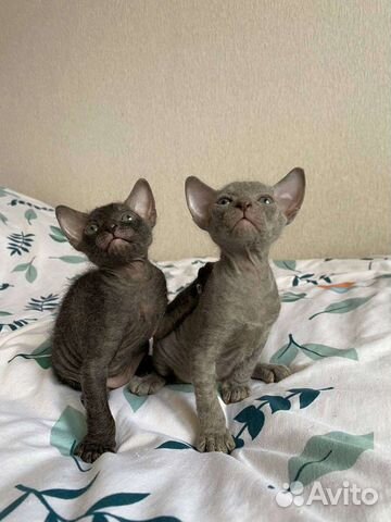 Донской сфинкс котята