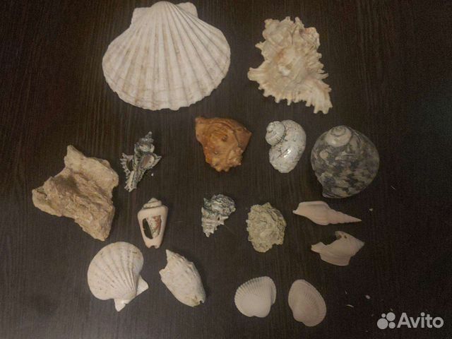 Морские раковины