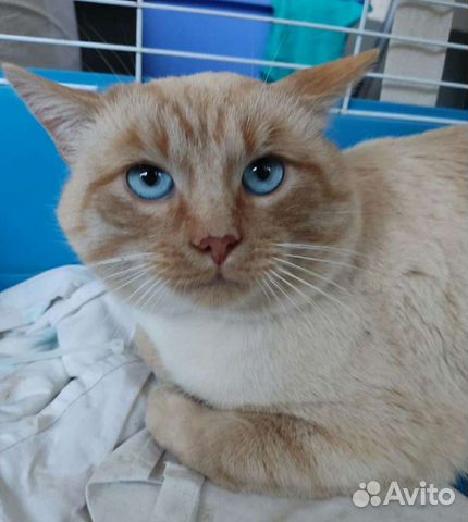 Сторож в садоводстве отстреливает котов