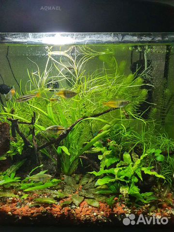 Прополка свежая