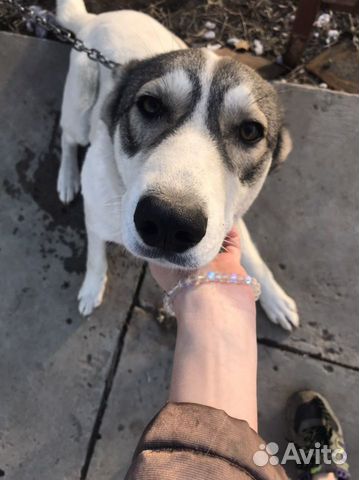 Щенок лайка