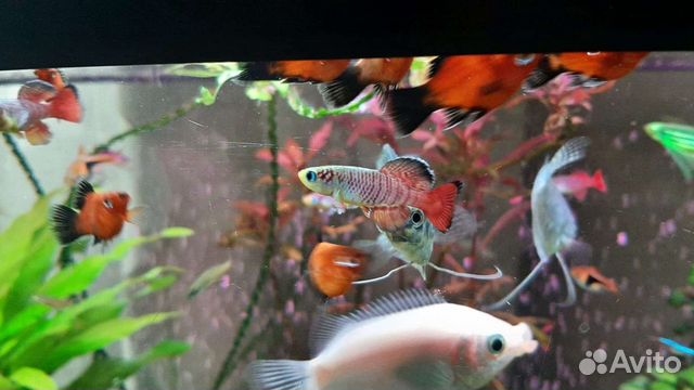 Продам мирную рыбку Нотобранхиус Гюнтера